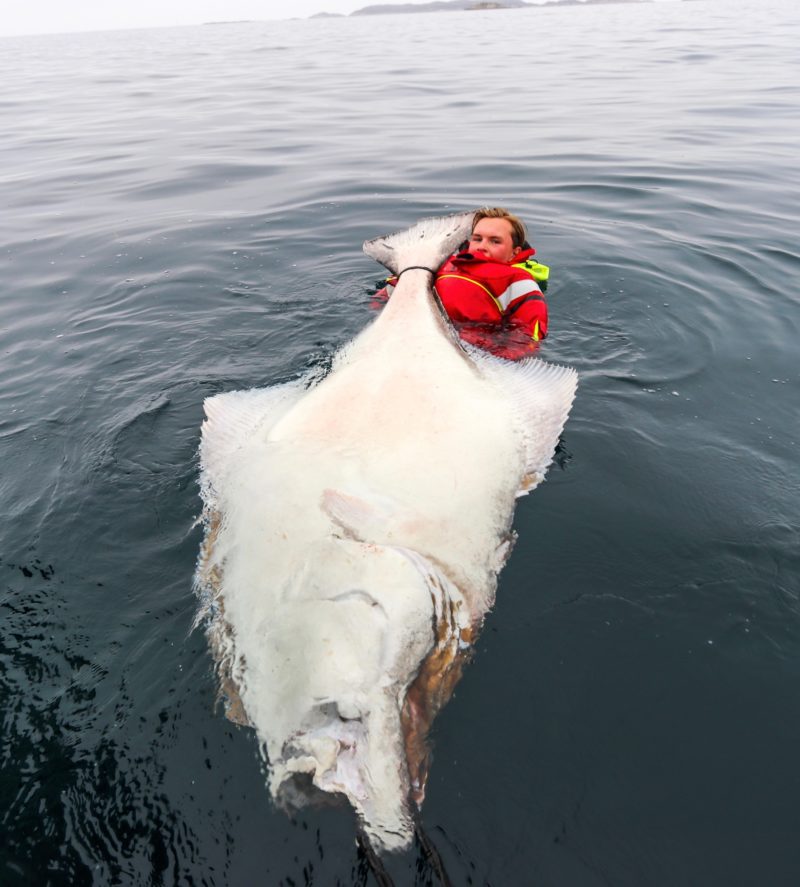 Eric (17) fikk rekord-kveite på 217cm - Fiskeavisen.no